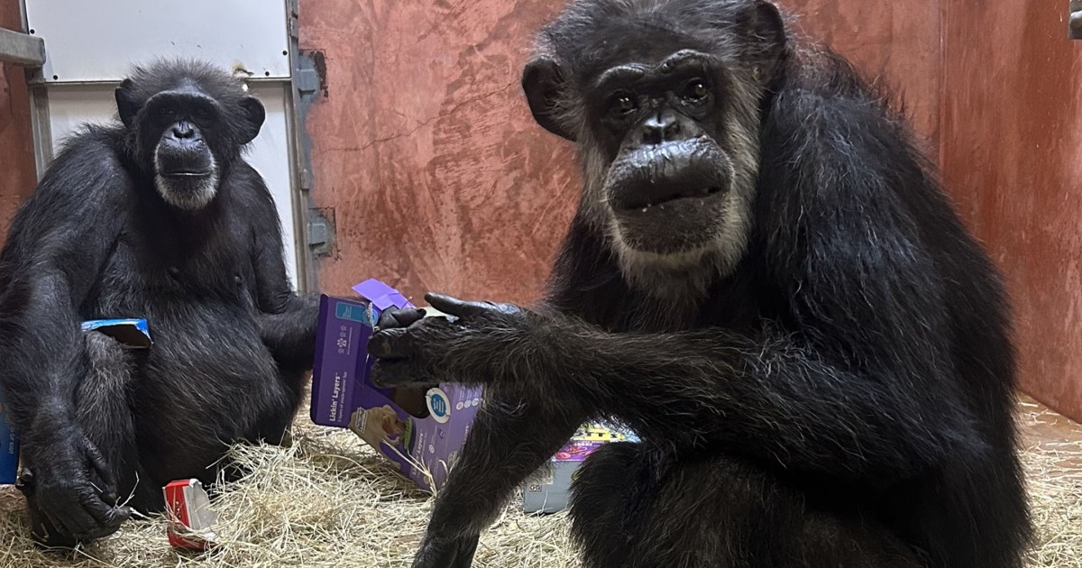 Relief! Last chimps freed from New Mexico laboratory have arrived at ...