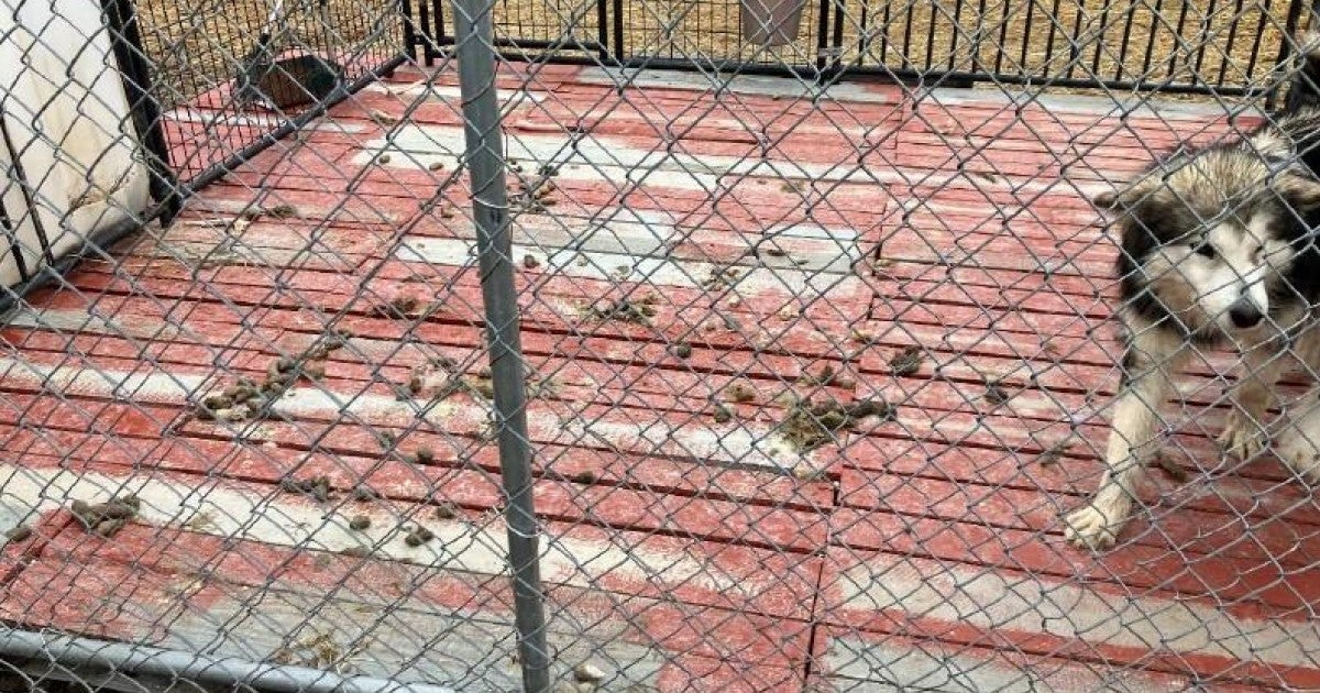 'Horrible Hundred' puppy mill report reveals mysterious puppy deaths ...