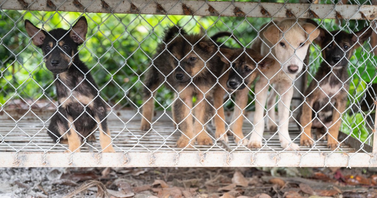 Viet Nam | Humane World for Animals