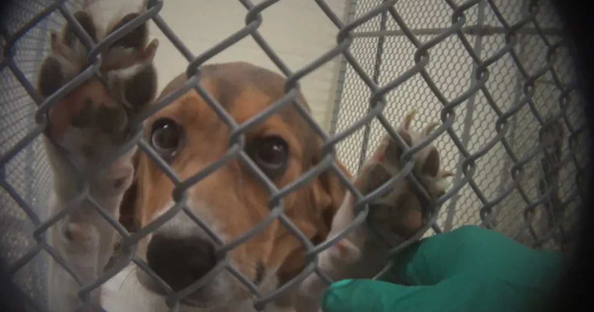 Humane World for Animals and Humane World Action Fund support NIH’s new ...