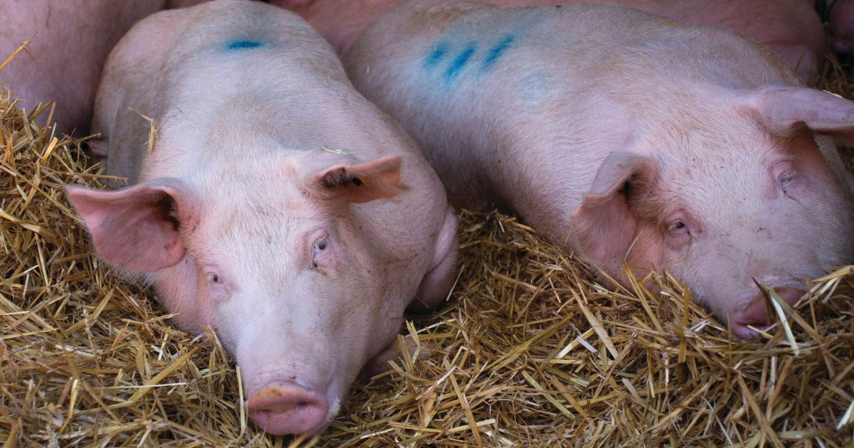 Global experts come together in webinar series to advance sow welfare ...