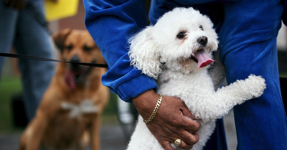 Building an inclusive movement | Humane World for Animals