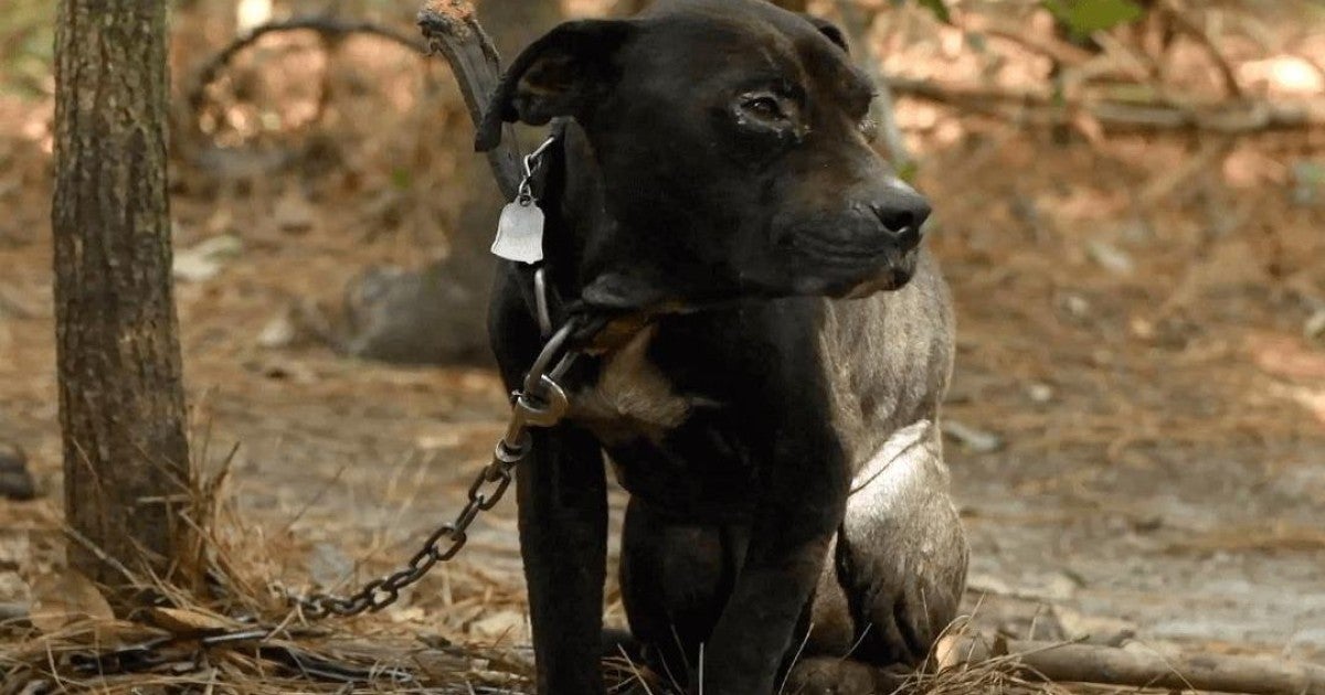 Whistleblowers play a key role in protecting animals from cruelty ...