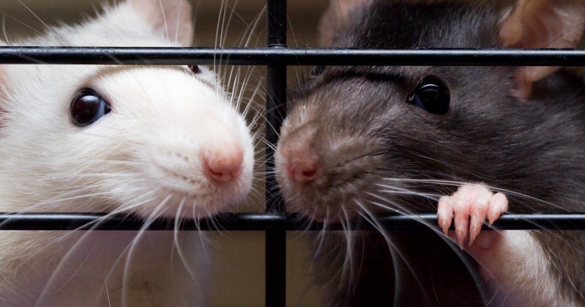 Good news! US keeps moving away from animal testing and research with ...