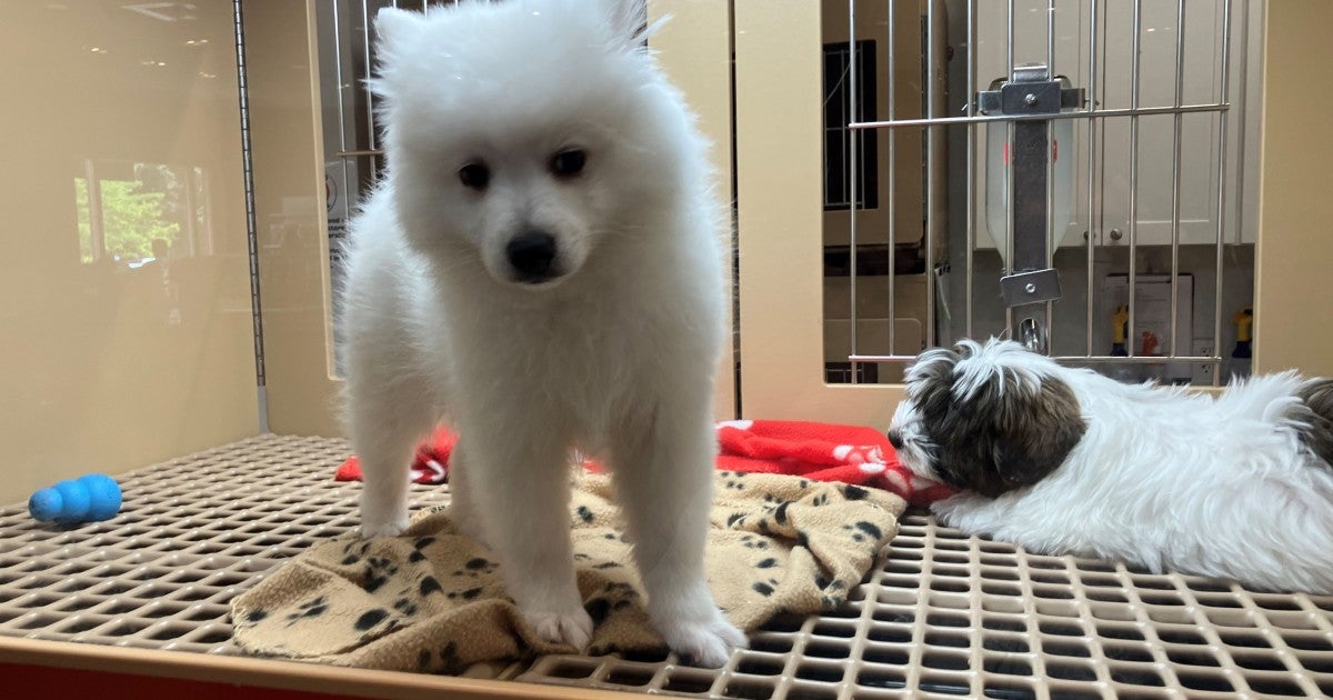 I review complaints about puppy mills for Humane World for Animals ...