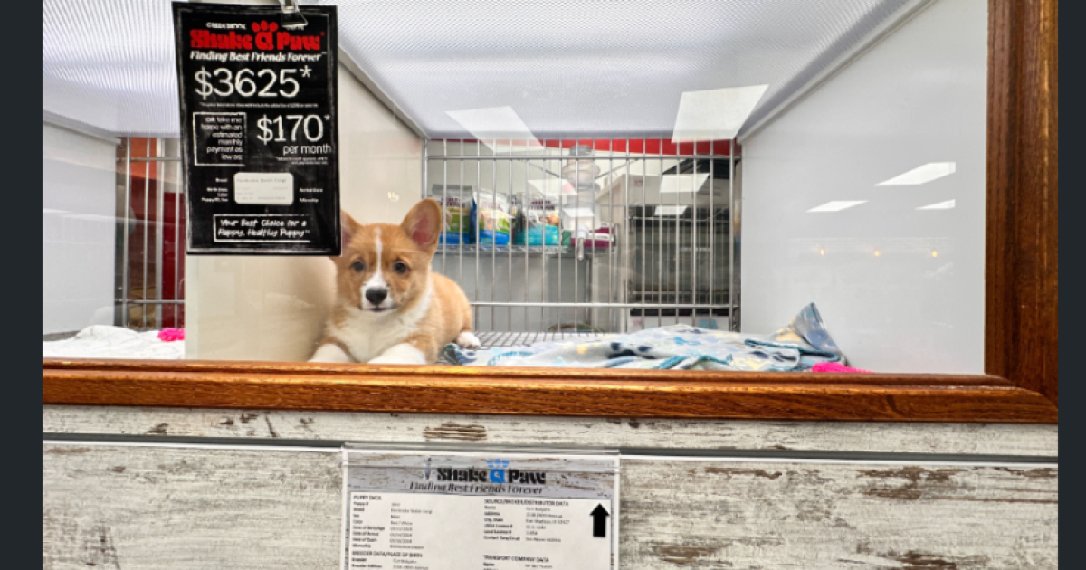 Five ways to tell a puppy is from a puppy mill | Humane World for Animals