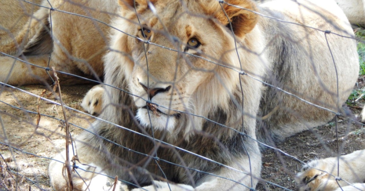 Cecil the lion died 10 years ago. The killing didn't. | Humane World ...