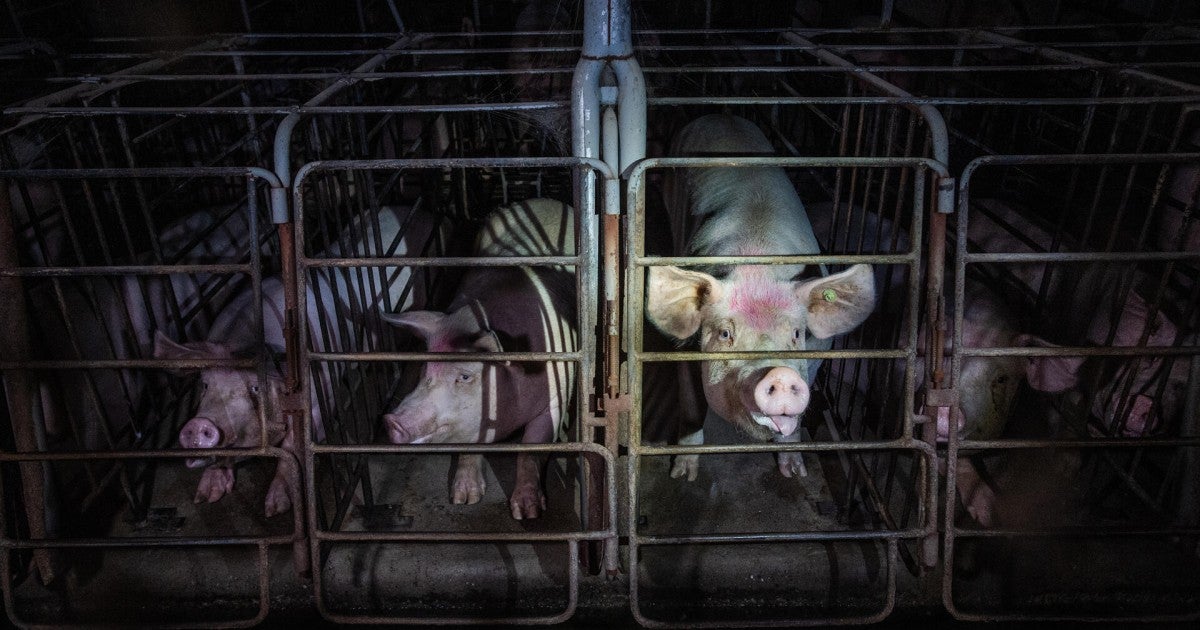 Why fighting for farmed animals is a long game and how you can help ...