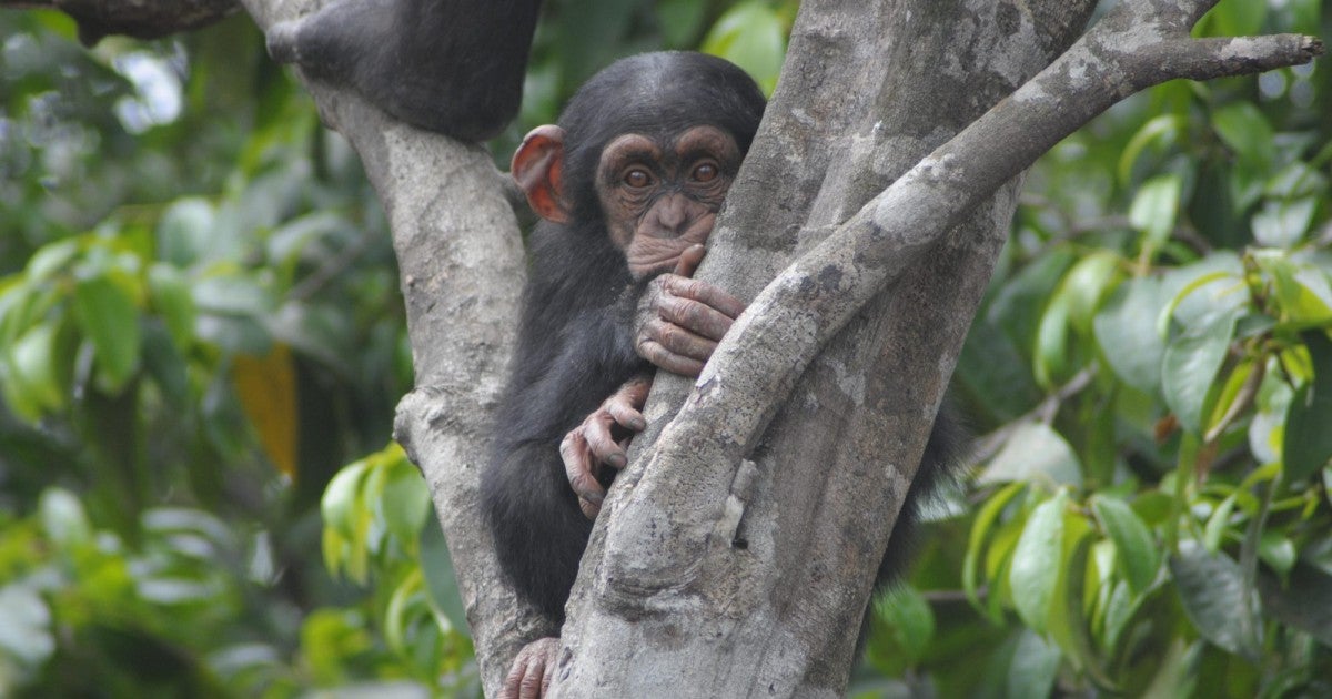 World-renowned primate experts help charity relocate former laboratory ...