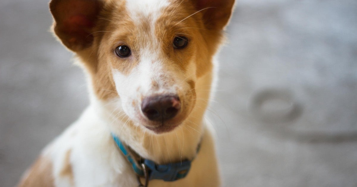 Local environmental agency and global animal protection group renew ...