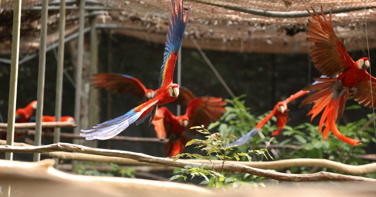 Scarlet macaws return home after rescue from wildlife trafficking ...