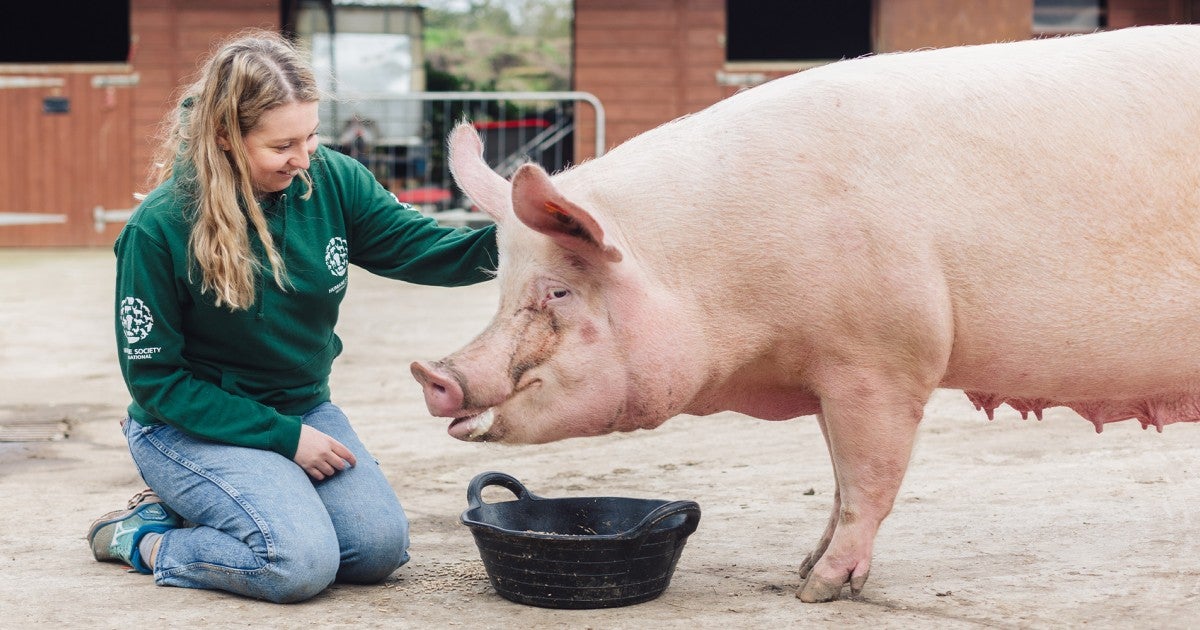 From crates to freedom: UK rescue gives former farm pigs a new life ...