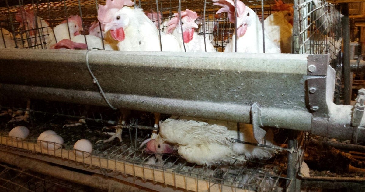 Federal lawsuit attacks pro-animal law already approved by voters and ...