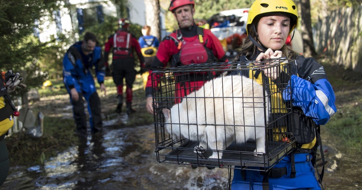 Rescuers wade through floods to pull out stranded animals in the ...