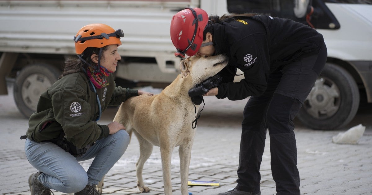Rescuing and reuniting animals after Türkiye’s devastating earthquakes ...