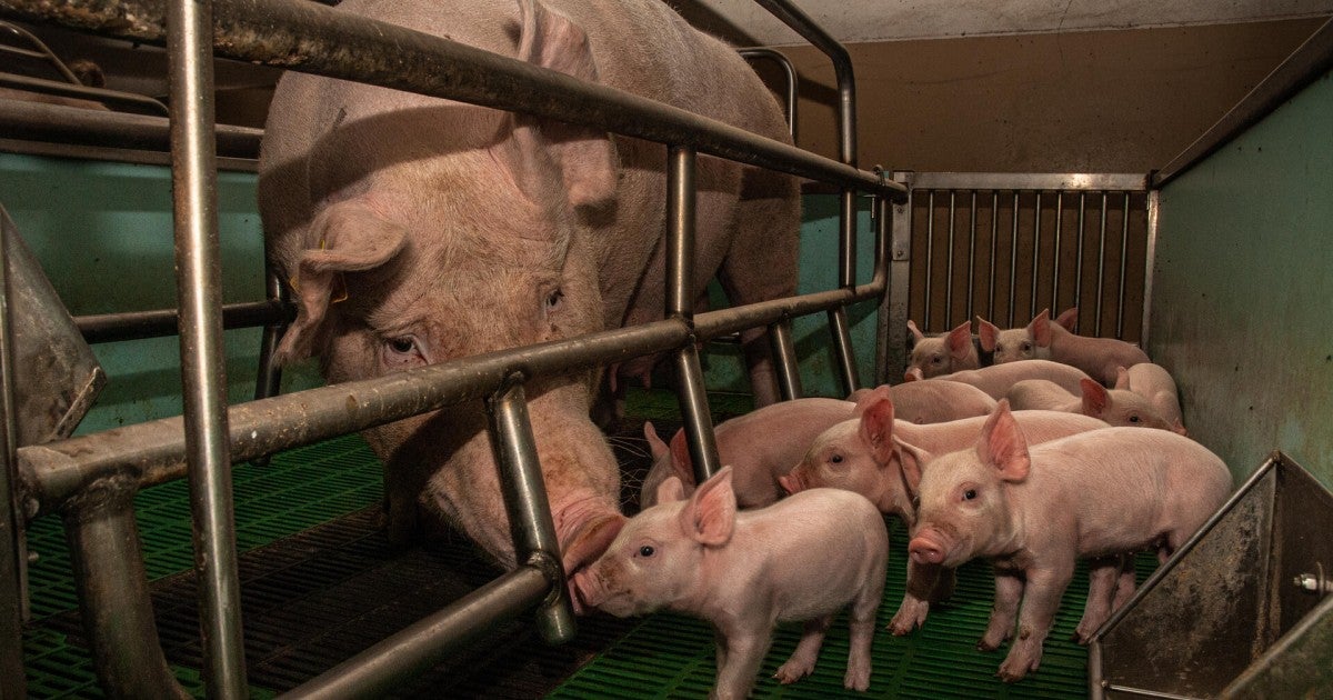 gestation crates uk