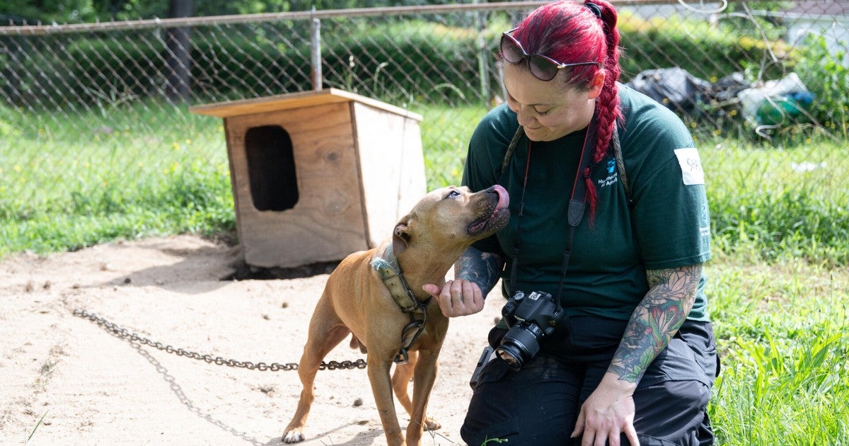Our team saves more dogs from third suspected dogfighting deployment ...