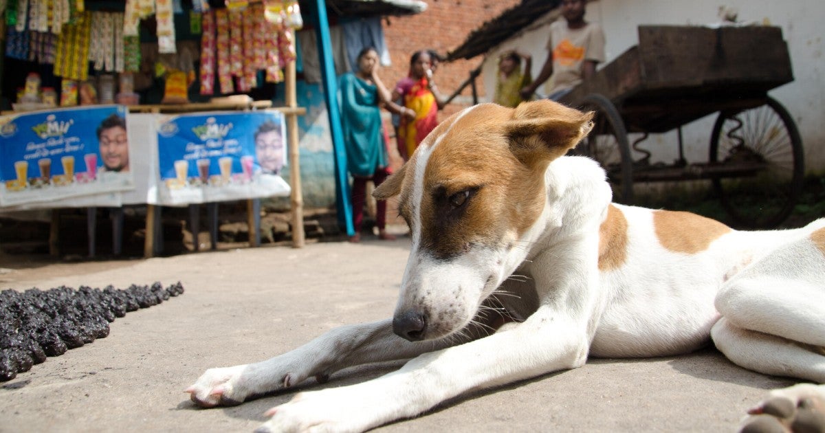A step backward for humane street dog management in India | Humane ...