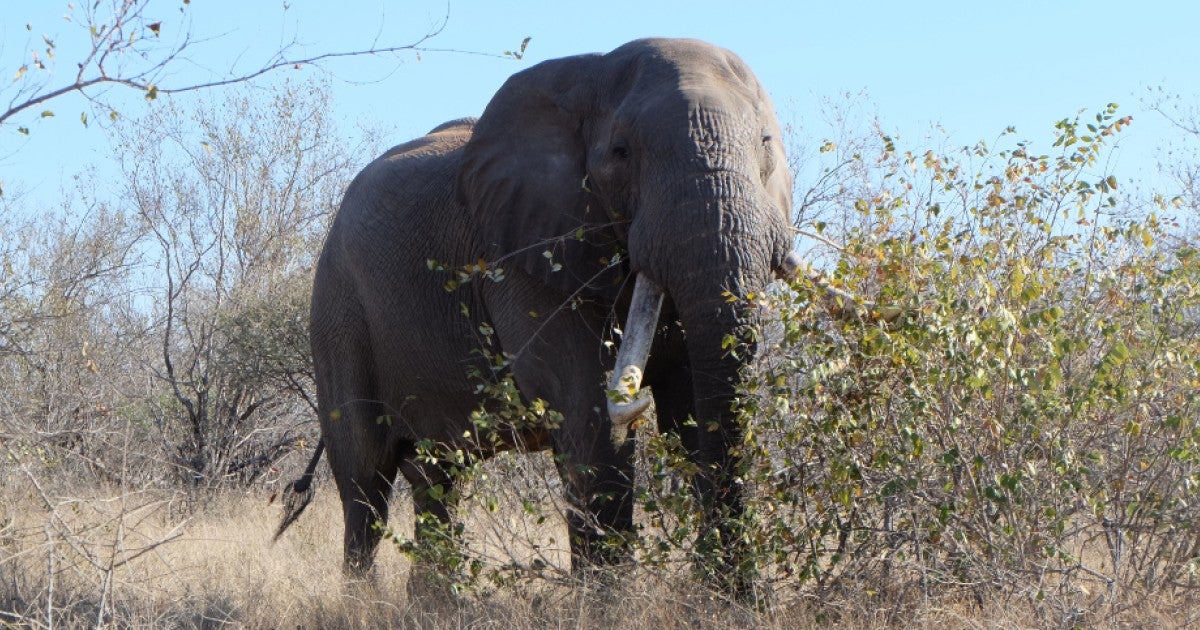 Reducing human–elephant conflict: innovative solutions ensure peaceful ...
