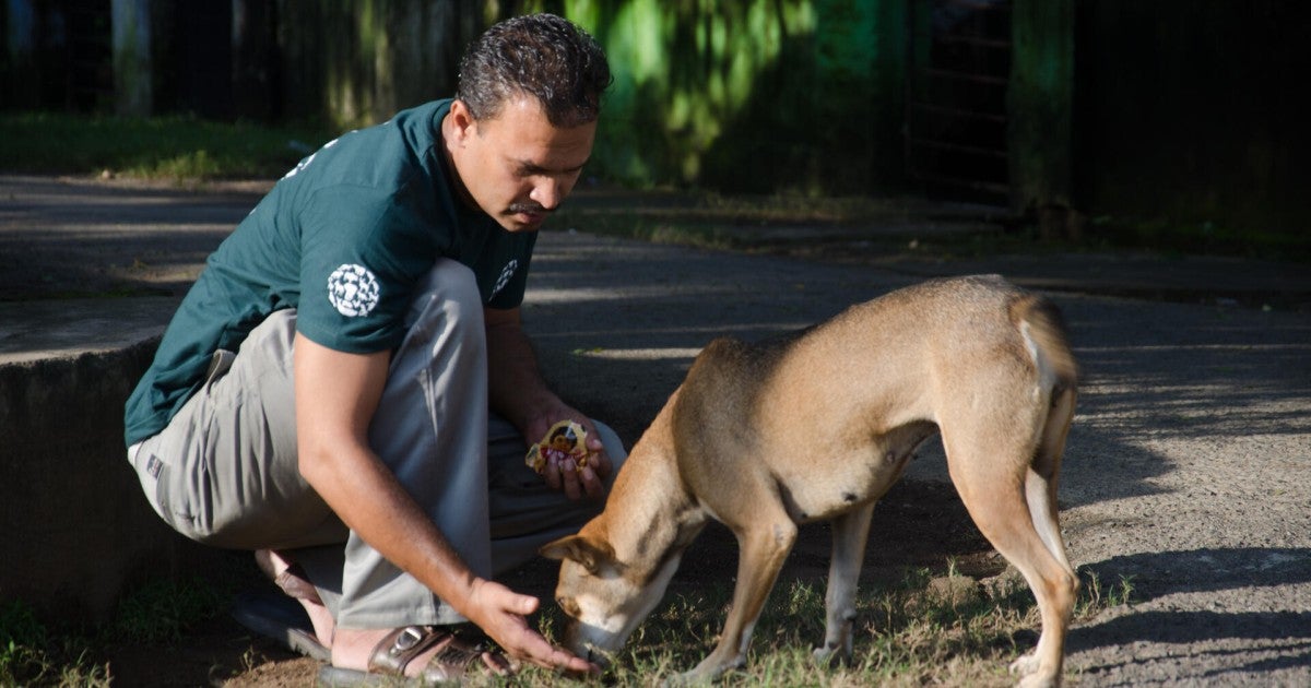 Improving street dog welfare in India: a data- and compassion-driven ...