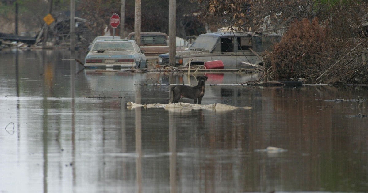 Hurricane Katrina put animal-related disaster response in the spotlight ...