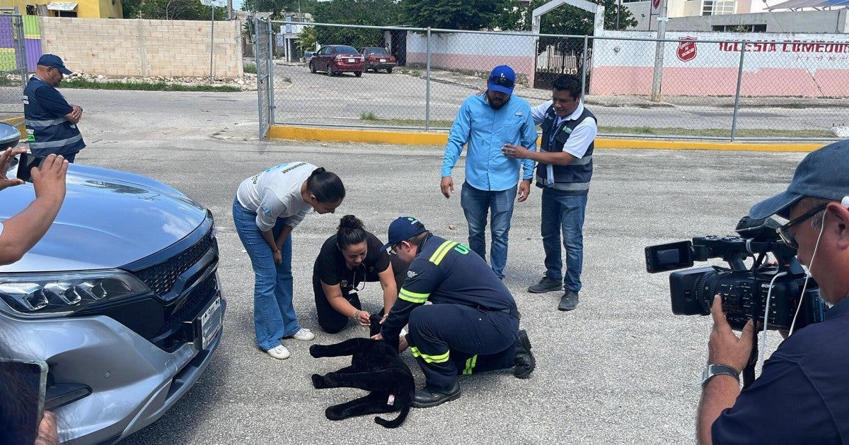 Authorities and organizations prepare for hurricane season | Humane ...