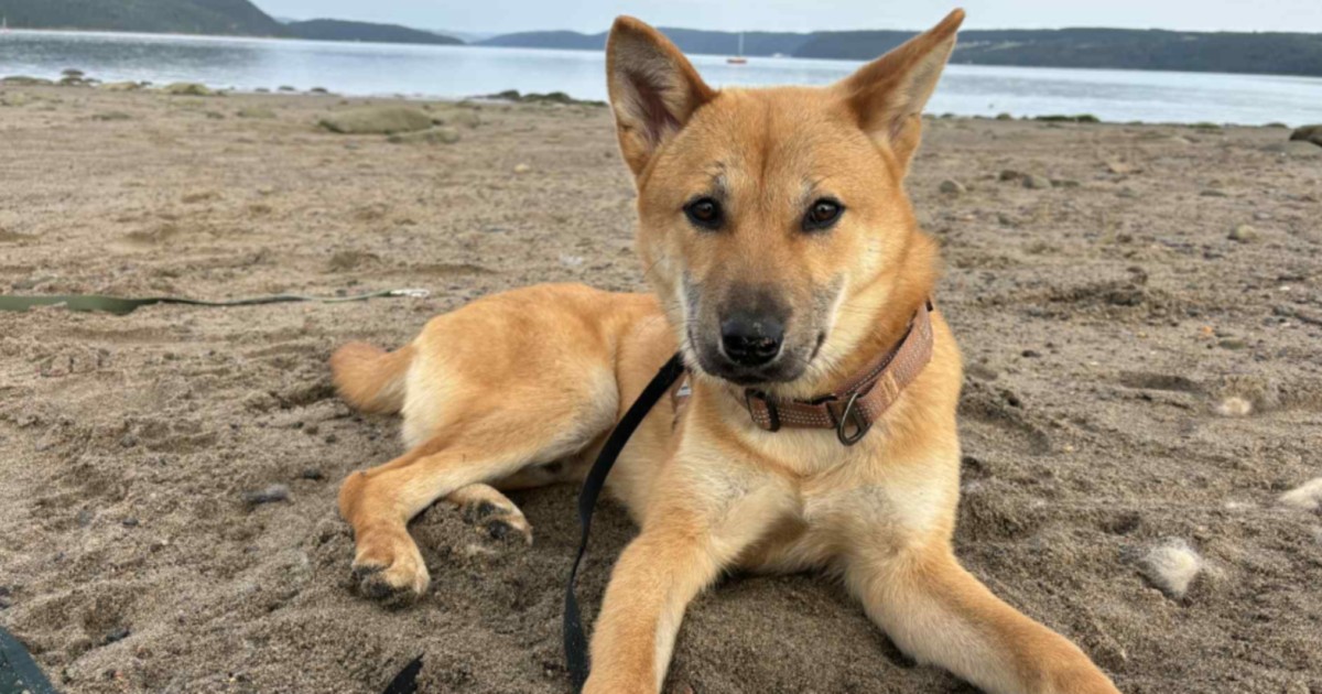 International Dog Day: Dogs rescued from Cheongju dog meat farm begin ...