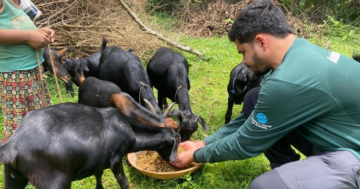 Humane World for Animals India provided 12,000 animals with emergency ...