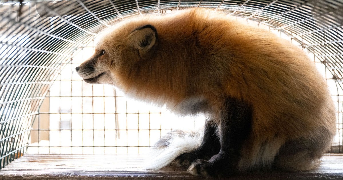 Hundreds of animals saved from neglect and cold at an Ohio fur farm ...