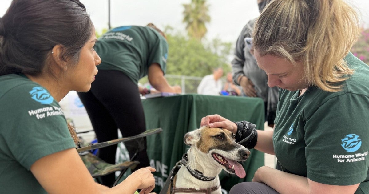 Mobile help, lasting impact: Humane World for Animals exceeds dog and ...