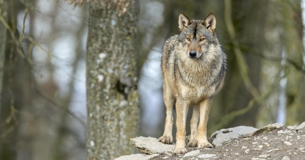 Indictment in Wyoming wolf killing puts human indifference in the ...
