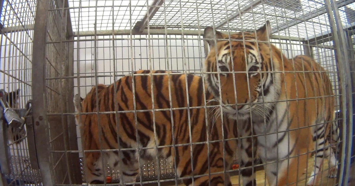 Death of zoo owner and former circus exhibitor a sad and preventable ...