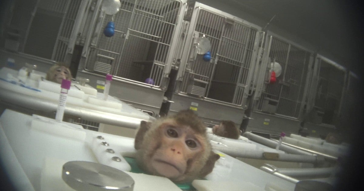 FDA takes steps to prioritize science over suffering in latest move to ...