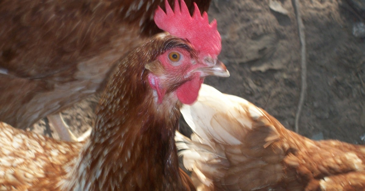 Brazil Newsroom | Humane World for Animals