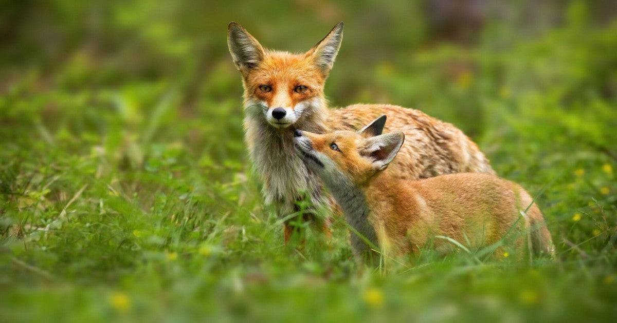 Harlem’s Fashion Row partners with Humane World for Animals to host ...