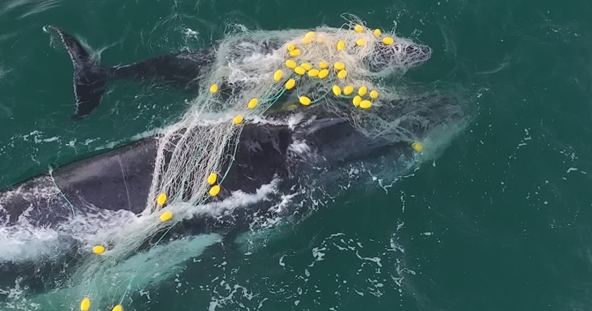 Five entangled whales off Australia's coast expose the cruelty of shark ...
