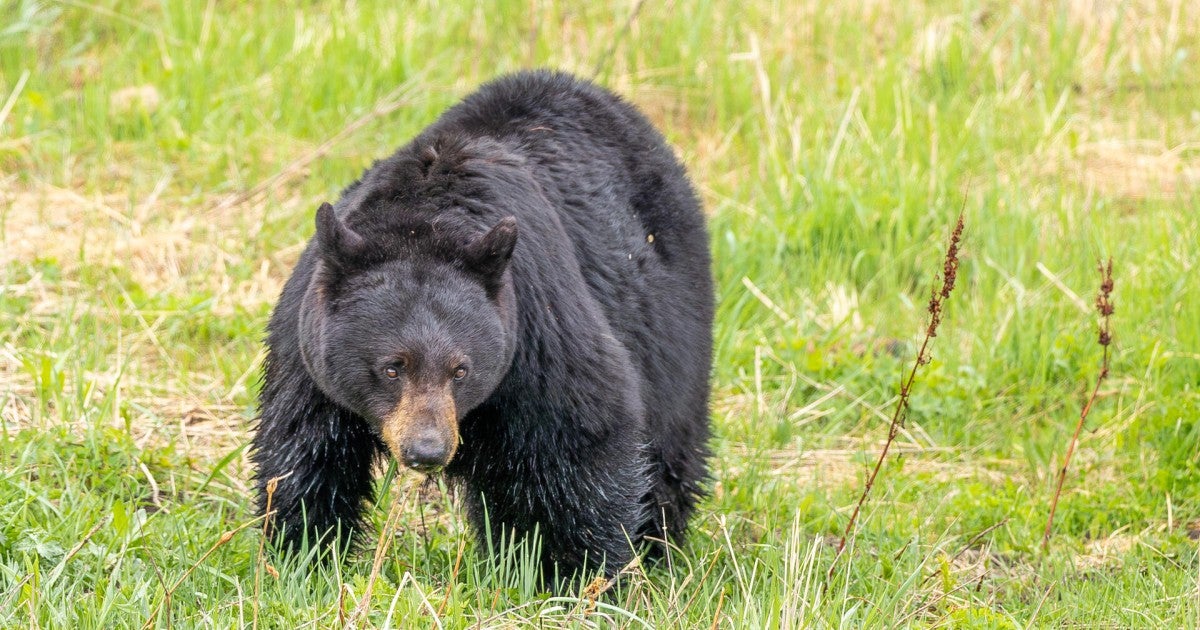 bears without their fur