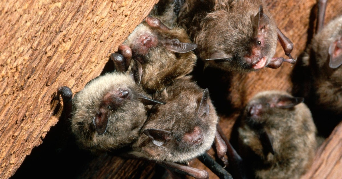 bats standing advice