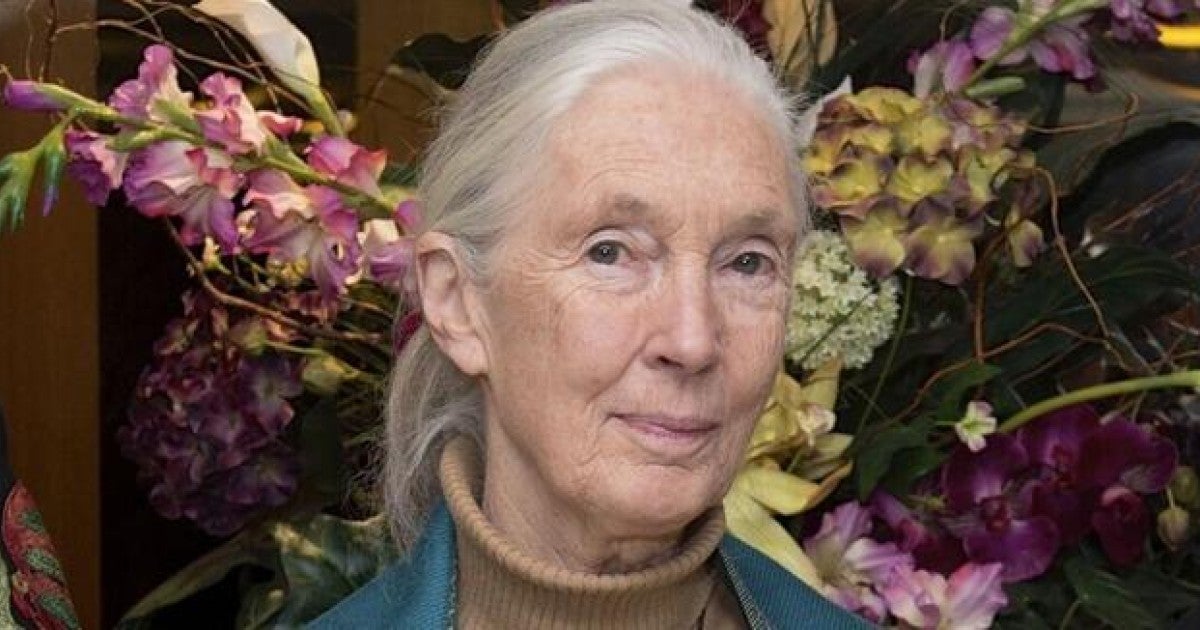 Remembering Jane Goodall, a hero for animals and animal advocates ...