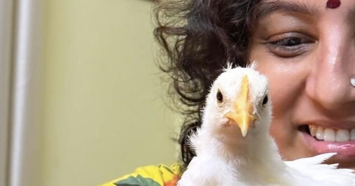Baby chick discarded as trash at egg farm makes beautiful ...
