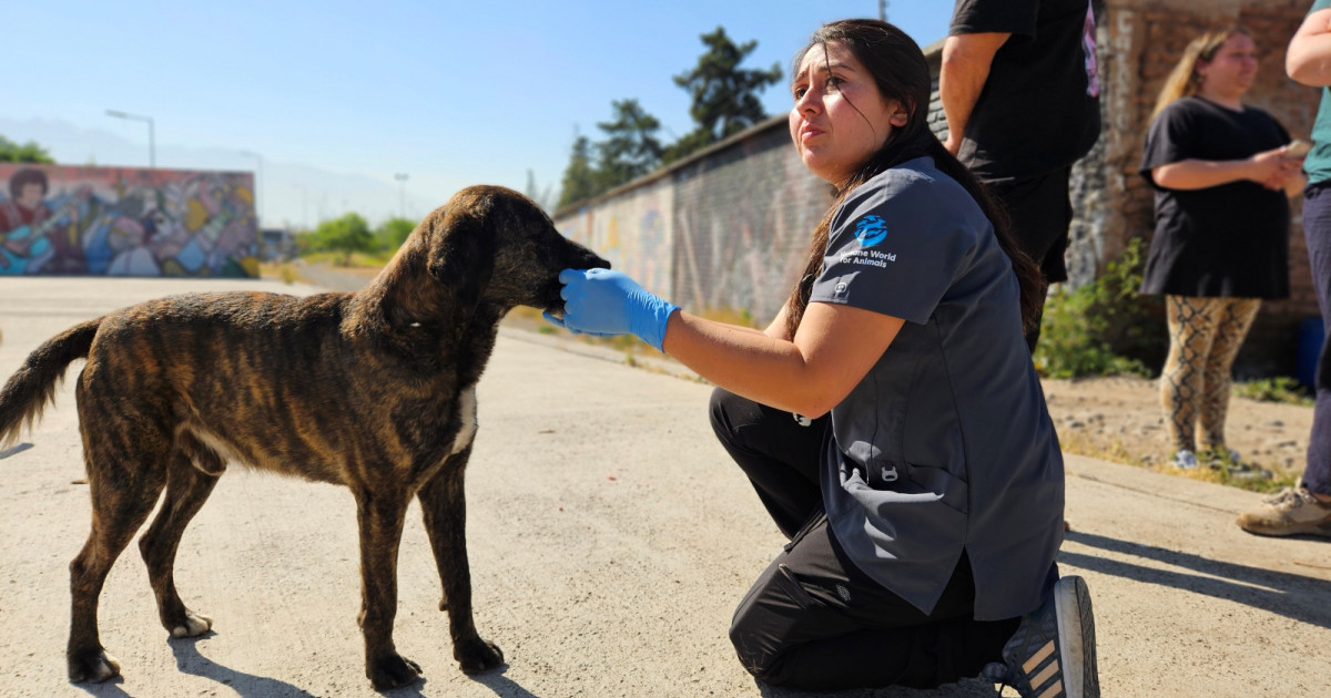 Humane World for Animals provides vital veterinary care to animals in ...