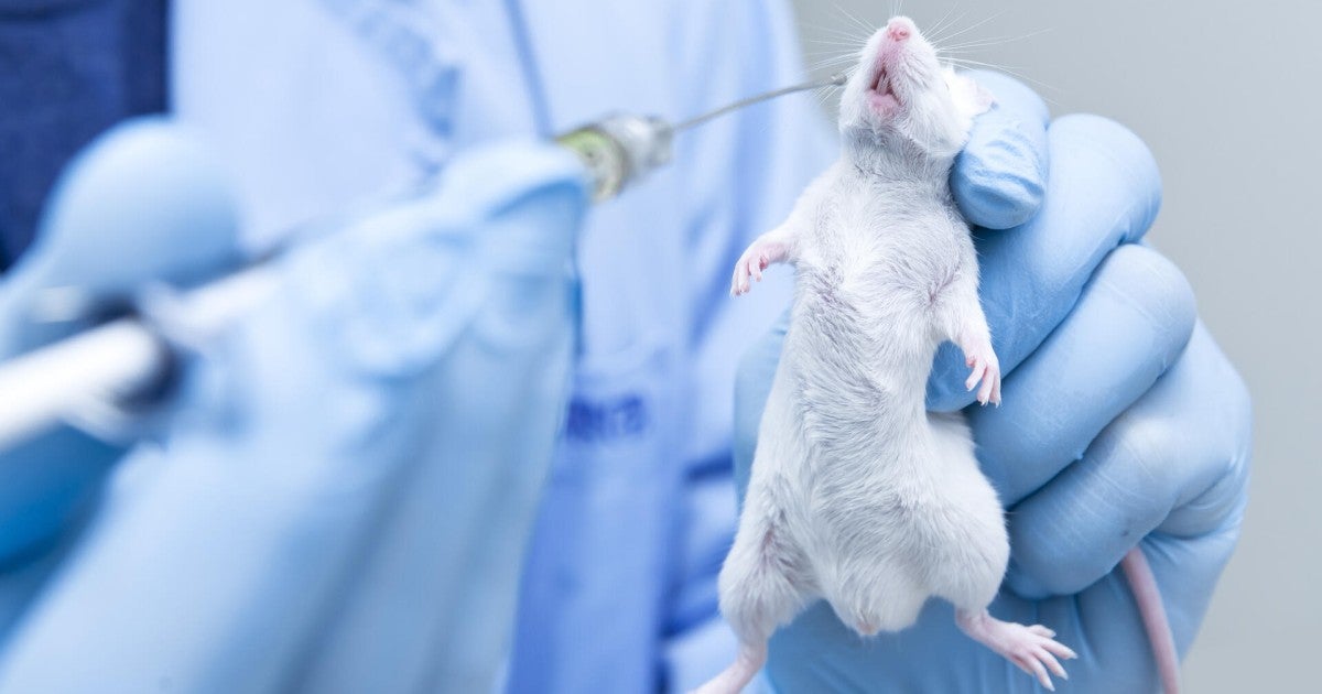 lethal injection animals