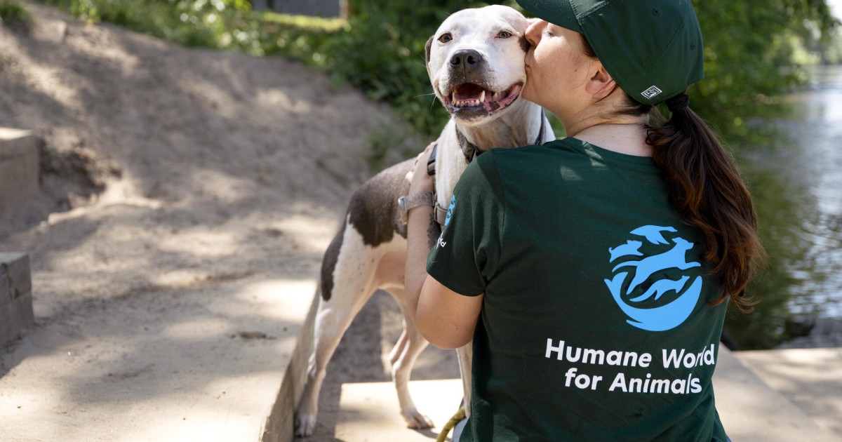 Humane World for Animals wins Red Dot Award for brand design and ...