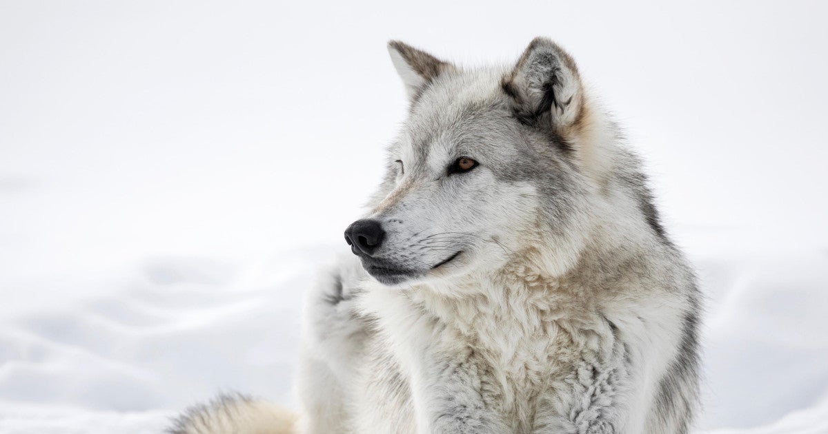 All Animals magazine | Humane World for Animals