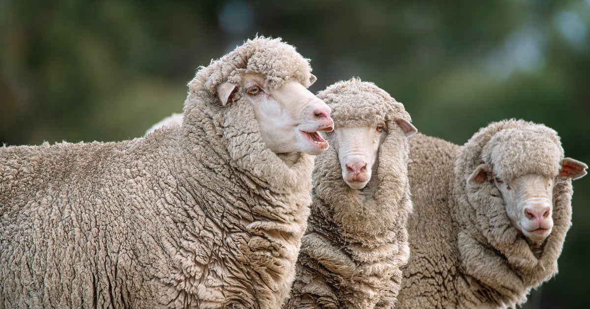 sheep wool cutting called