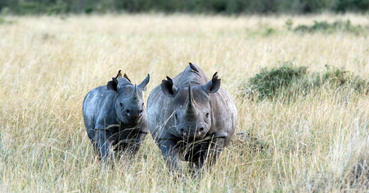 Wildlife experts celebrate as Namibia’s disastrous proposal to reduce ...
