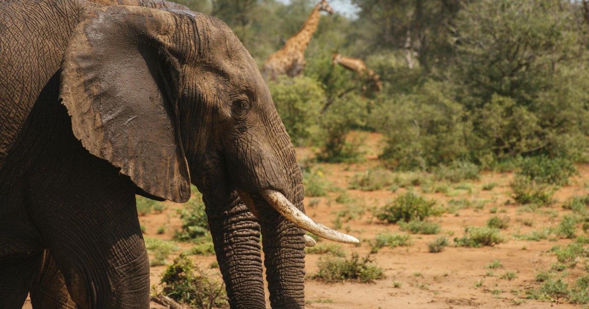 More than 114 wild animal species gain stronger protections against ...