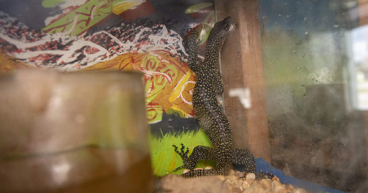 New protections for two of Australia’s most vulnerable reptiles ...