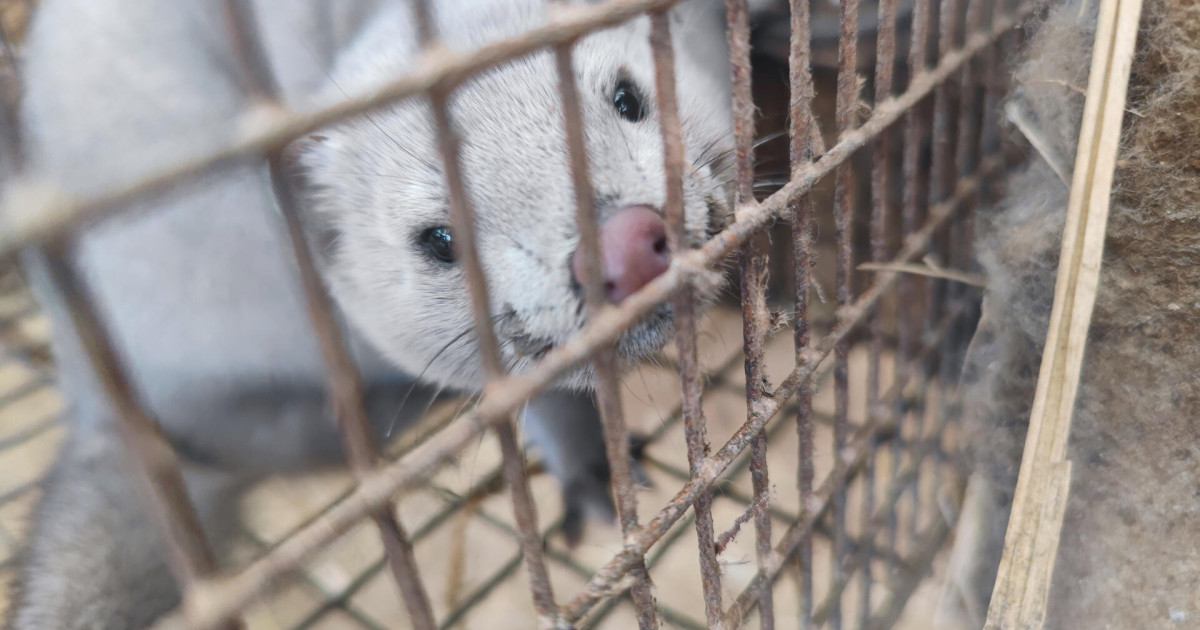 Mass killing of animals and lack of transparency: new parliamentary ...