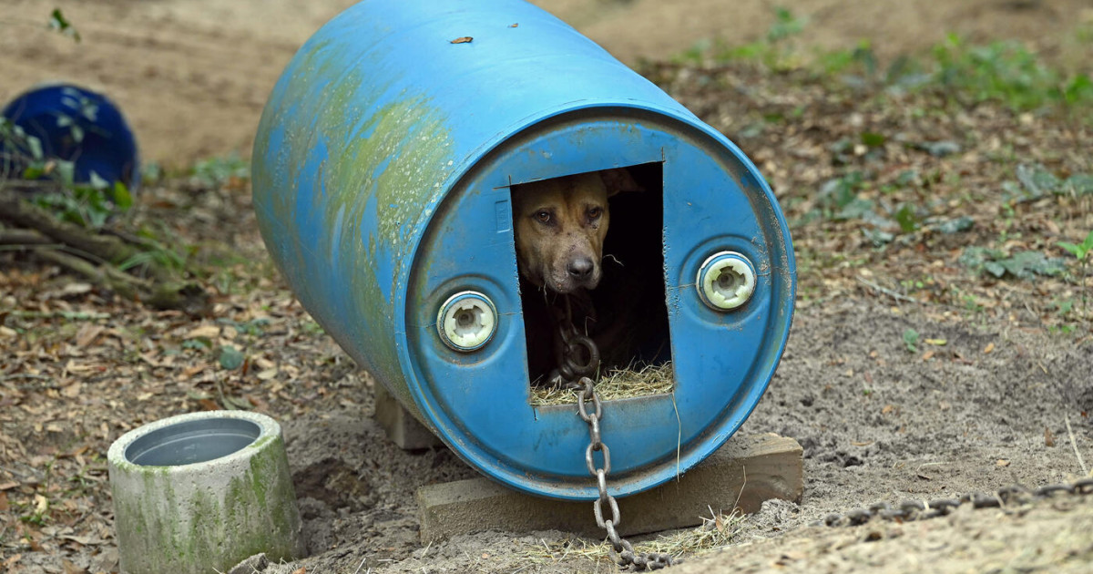 Rescue from alleged dogfighting in Florida | Humane World for Animals